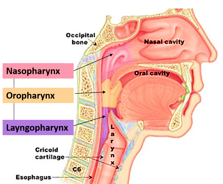 Pharynx Anatomy QA
