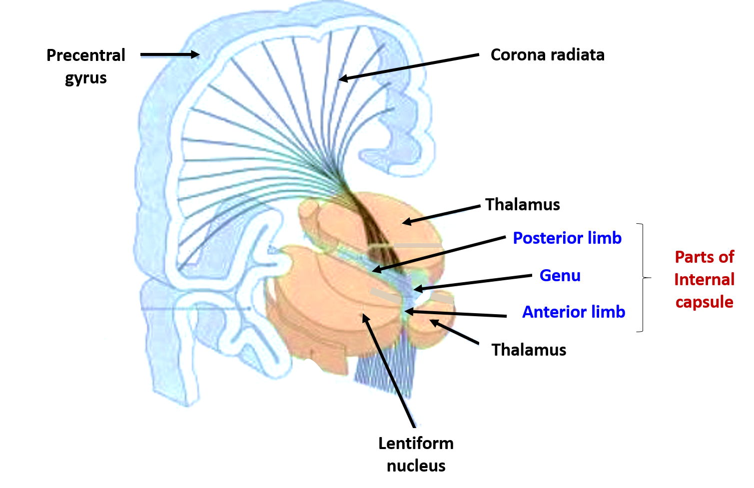 Internal Capsule Neuroanatomy Anatomy QA Internal Capsule Neuroanatomy Anatomy QA