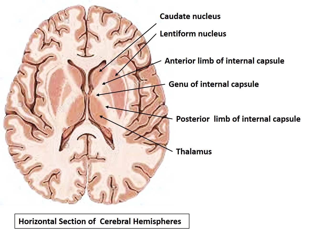 Internal Capsule Neuroanatomy Anatomy QA Internal Capsule Neuroanatomy Anatomy QA