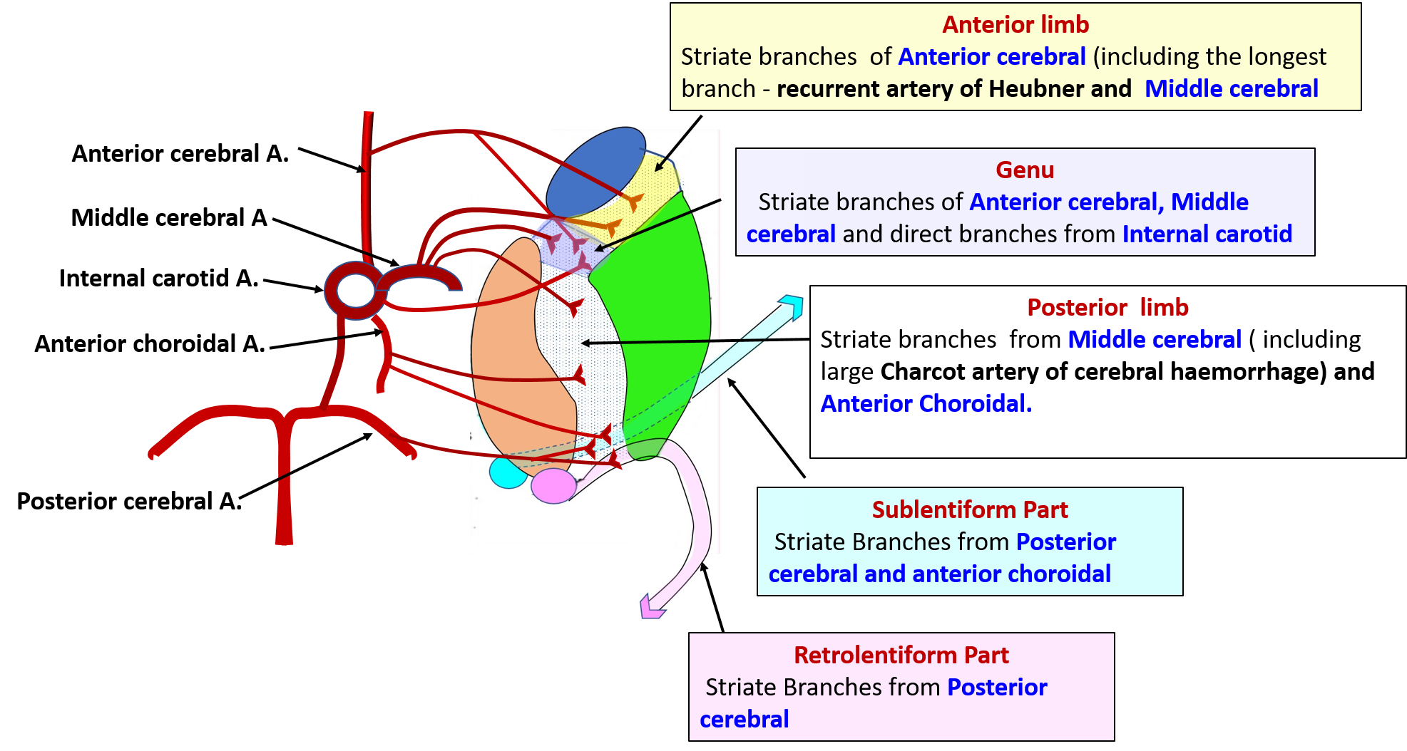 Internal Capsule Neuroanatomy Anatomy QA