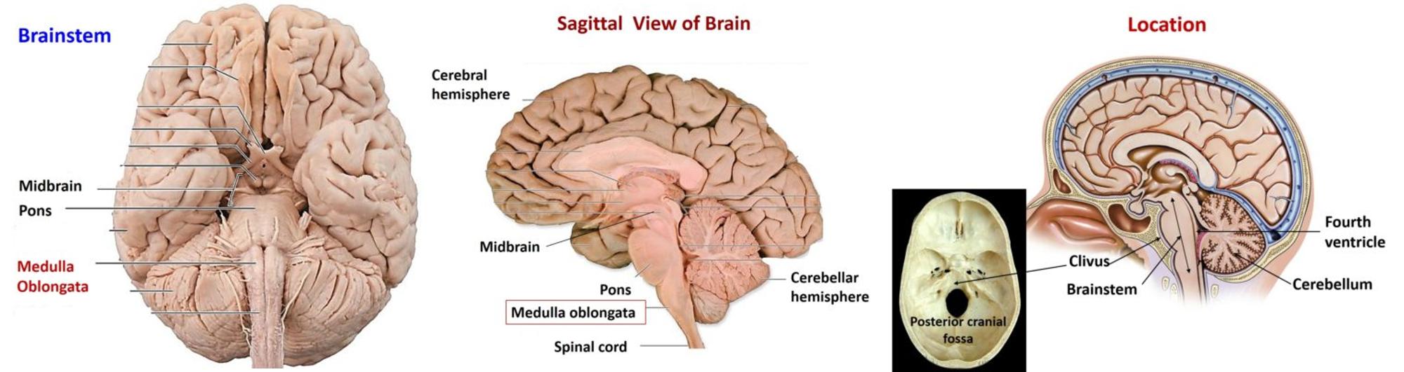 Medulla Oblongata External And Internal Features Arterial Supply And Medulla Oblongata External And Internal Features Arterial Supply And