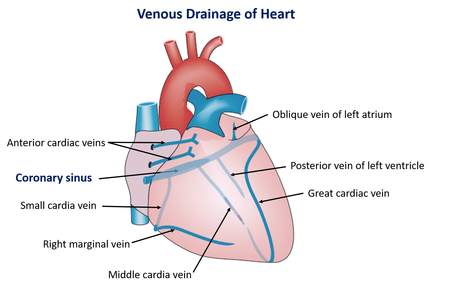  Veins Of Heart Coronary Sinus Anatomyqa 