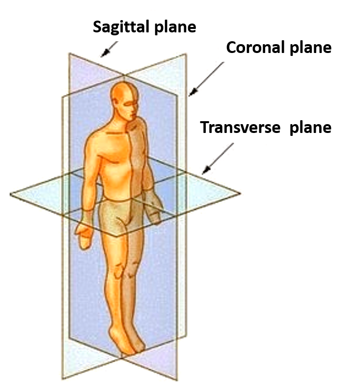 Anatomical Terminology – Anatomy QA