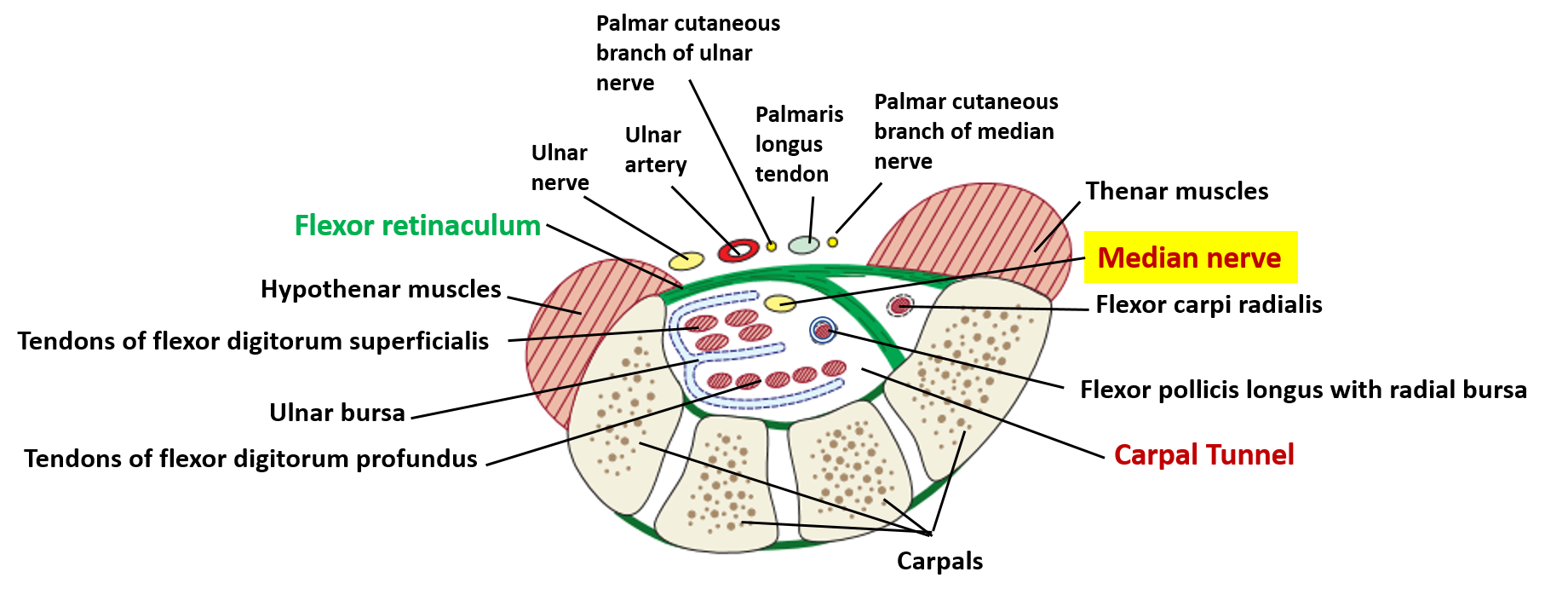 Carpal Tunnel And Carpal Tunnel Syndrome Anatomy QA Carpal Tunnel And Carpal Tunnel Syndrome Anatomy QA
