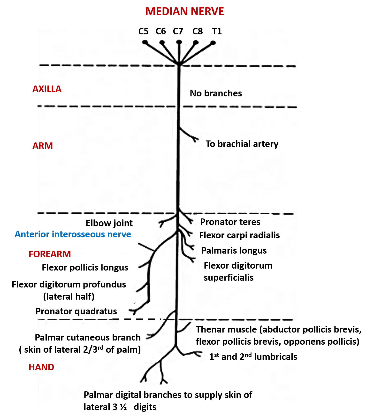 Median Nerve Origin Root Value Course Branches And Structures Median Nerve Origin Root Value Course Branches And Structures