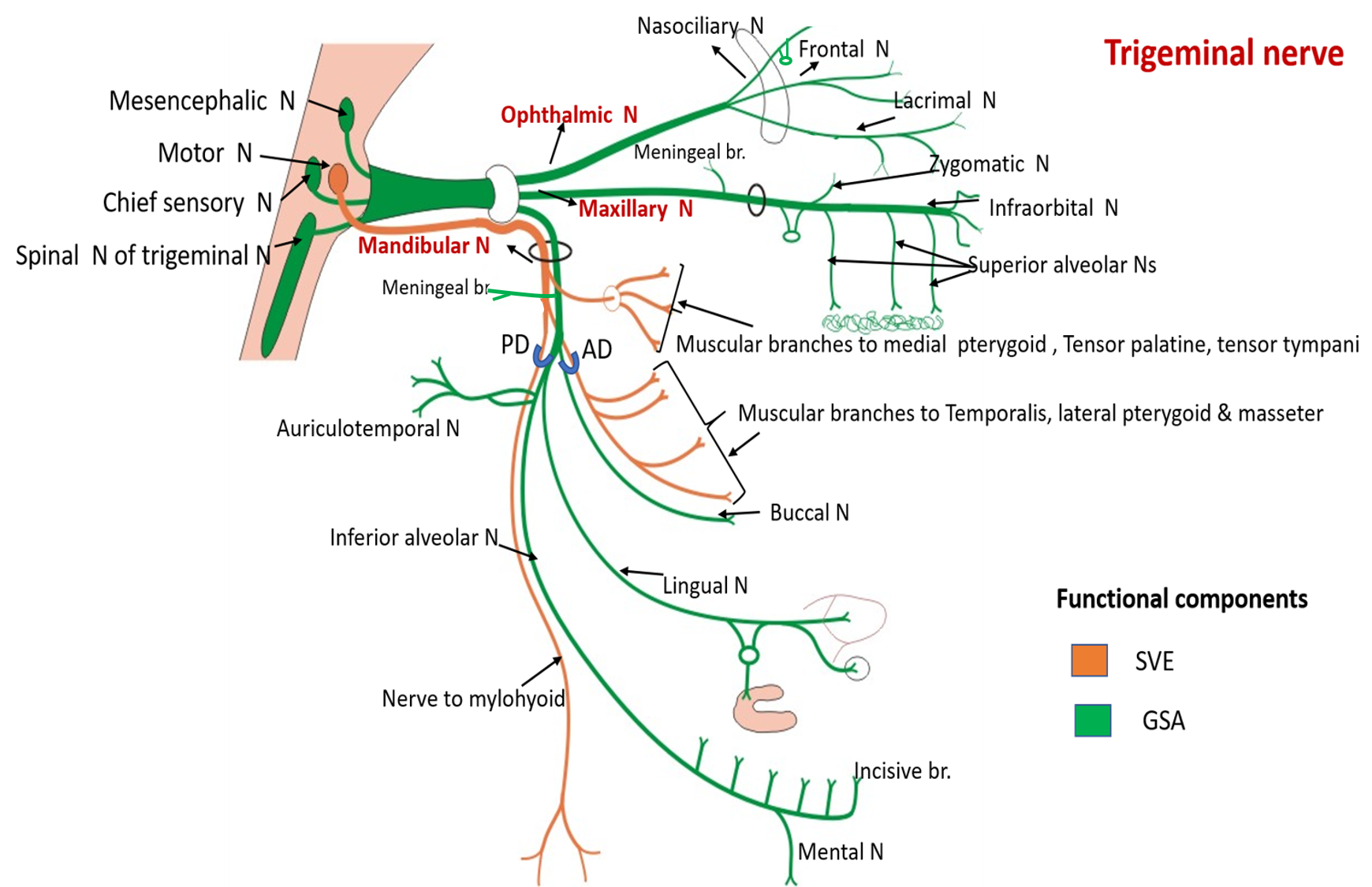 Trigeminal Nerve Anatomy QA Trigeminal Nerve Anatomy QA