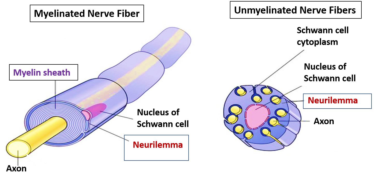 Myelin Sheath Myelinated Motor Neurons Function Location Types Myelin Sheath Myelinated Motor Neurons Function Location Types
