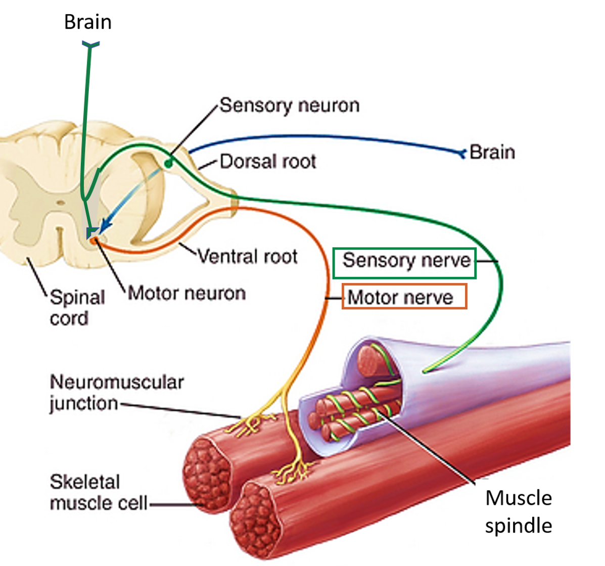 What Is A Motor Unit In Skeletal Muscle Infoupdate