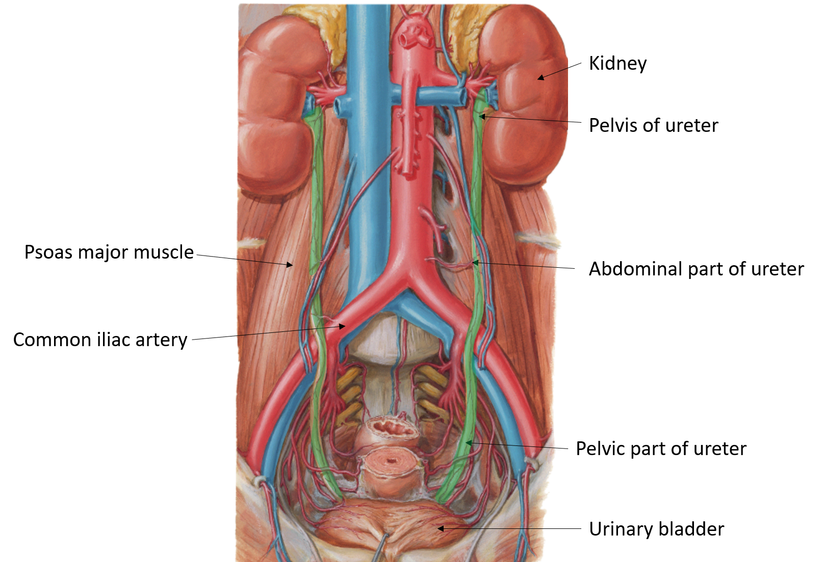 Ureter Anatomy QA Ureter Anatomy QA