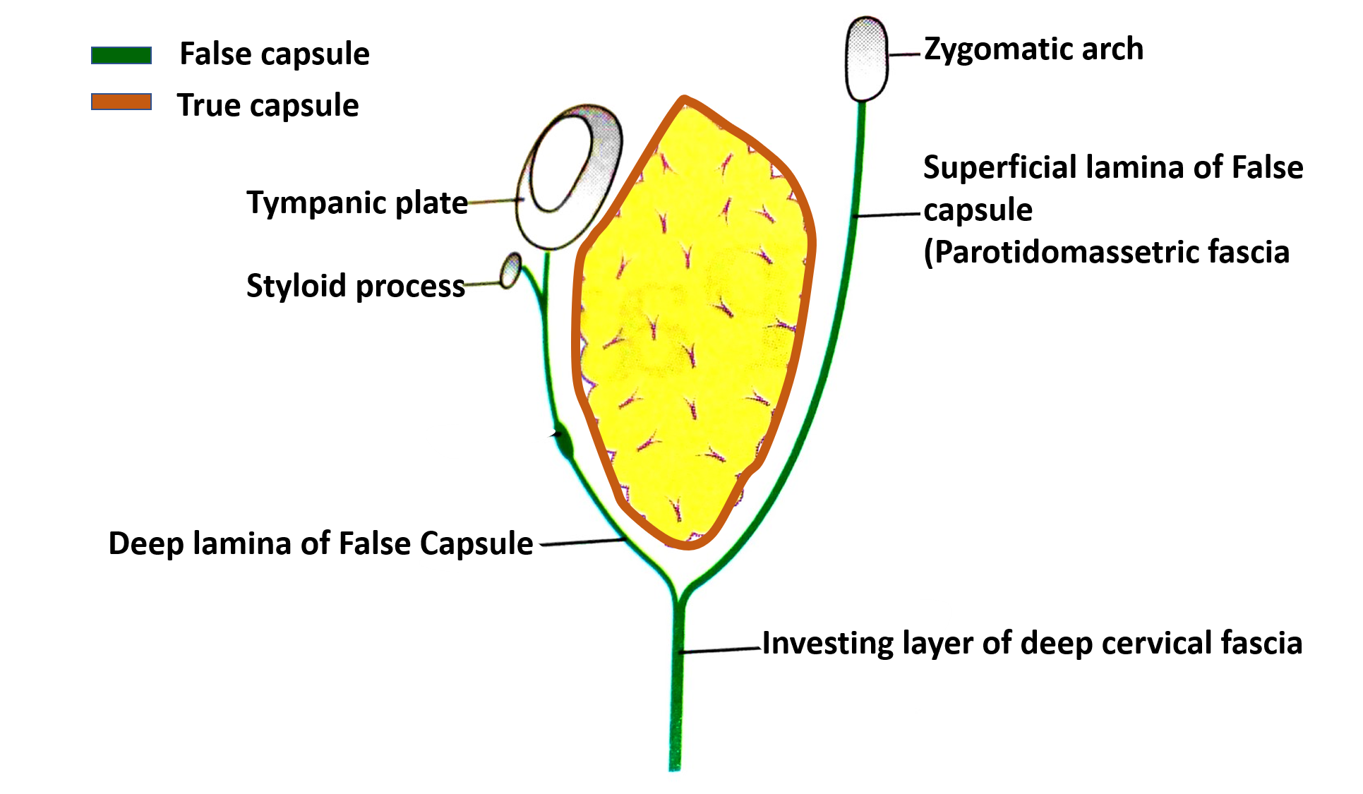 Parotid Gland – Anatomy QA