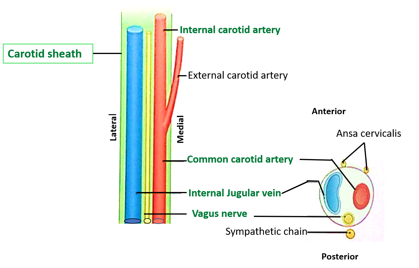 Deep Cervical Fascia Anatomy Qa