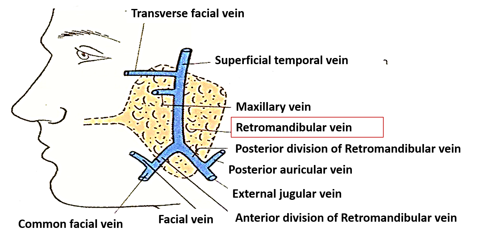 Parotid Gland Location Relations Nerve Supply Parotid Duct