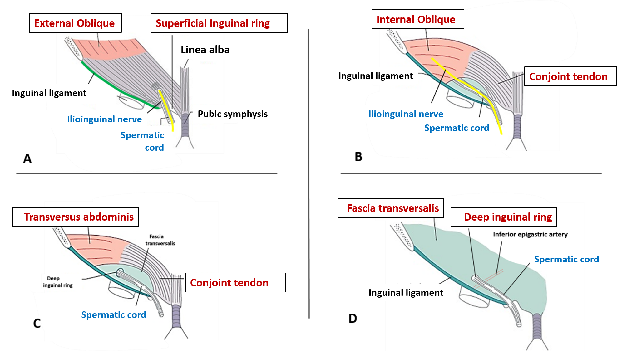 Inguinal Canal Location Boundaries Formation And Contents Anatomy Qa