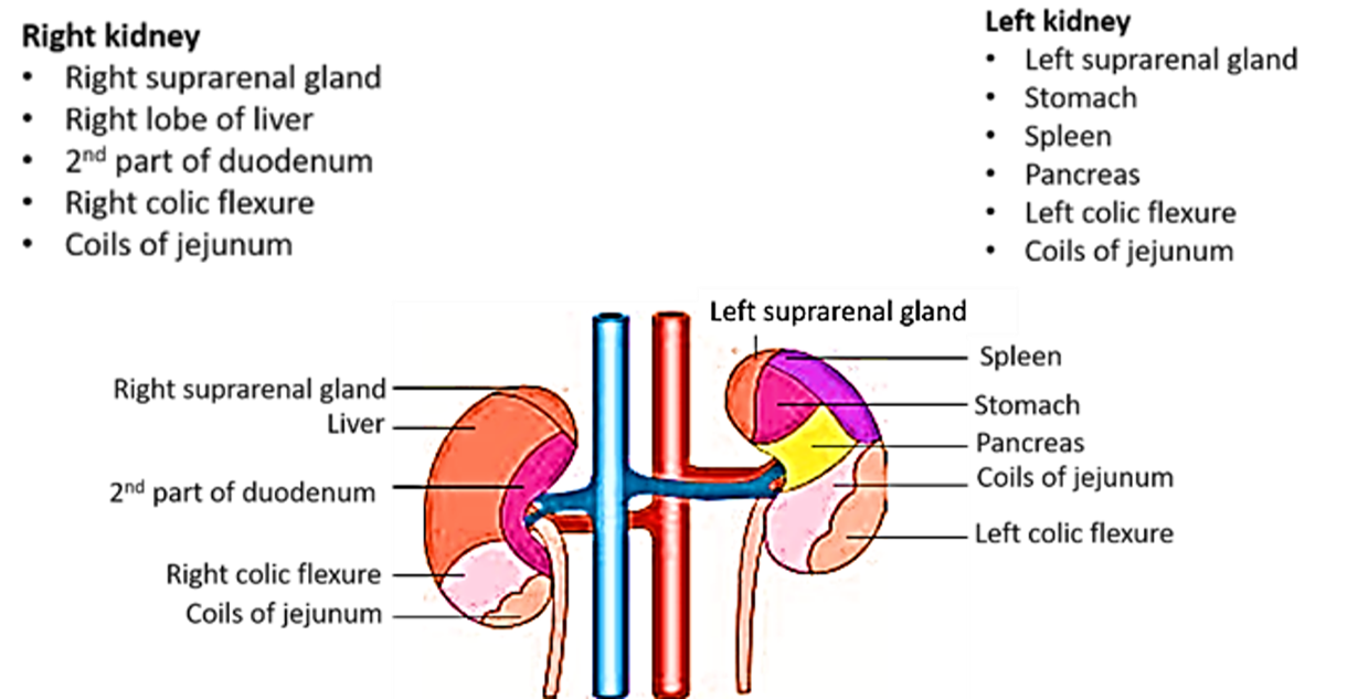 Kidney – Anatomy QA