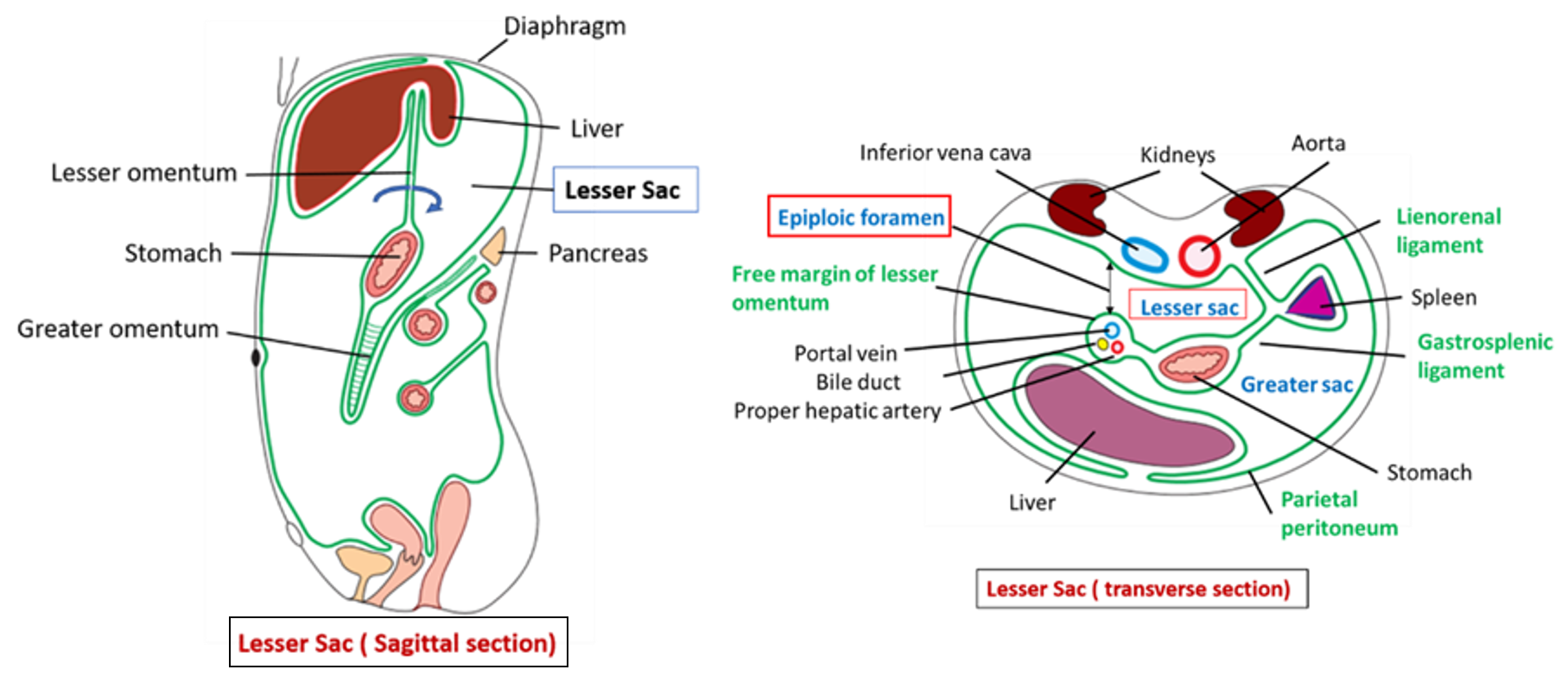 Lesser Sac and Epiploic Foramen – Anatomy QA
