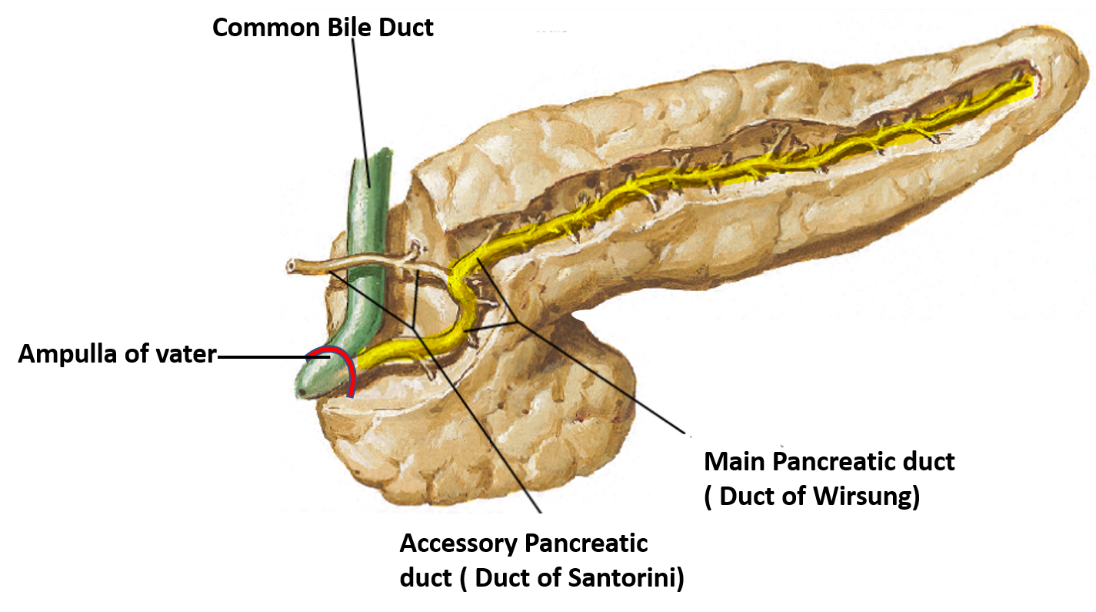 Pancreas Parts Relations Ducts Arterial Supply And Applied