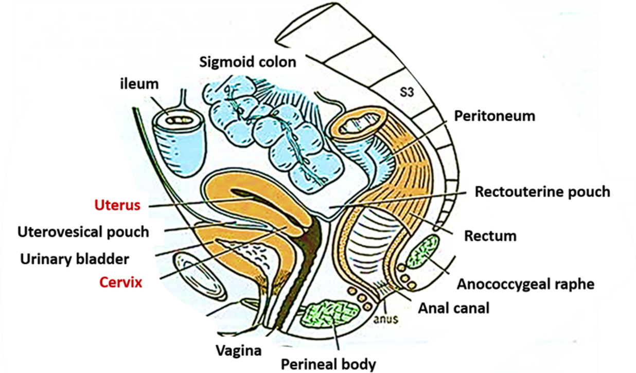 Uterus Anatomy Qa