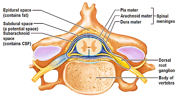 Spinal Cord – Anatomy QA