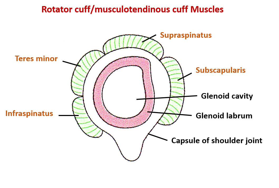 Shoulder and Scapular Region – Anatomy QA