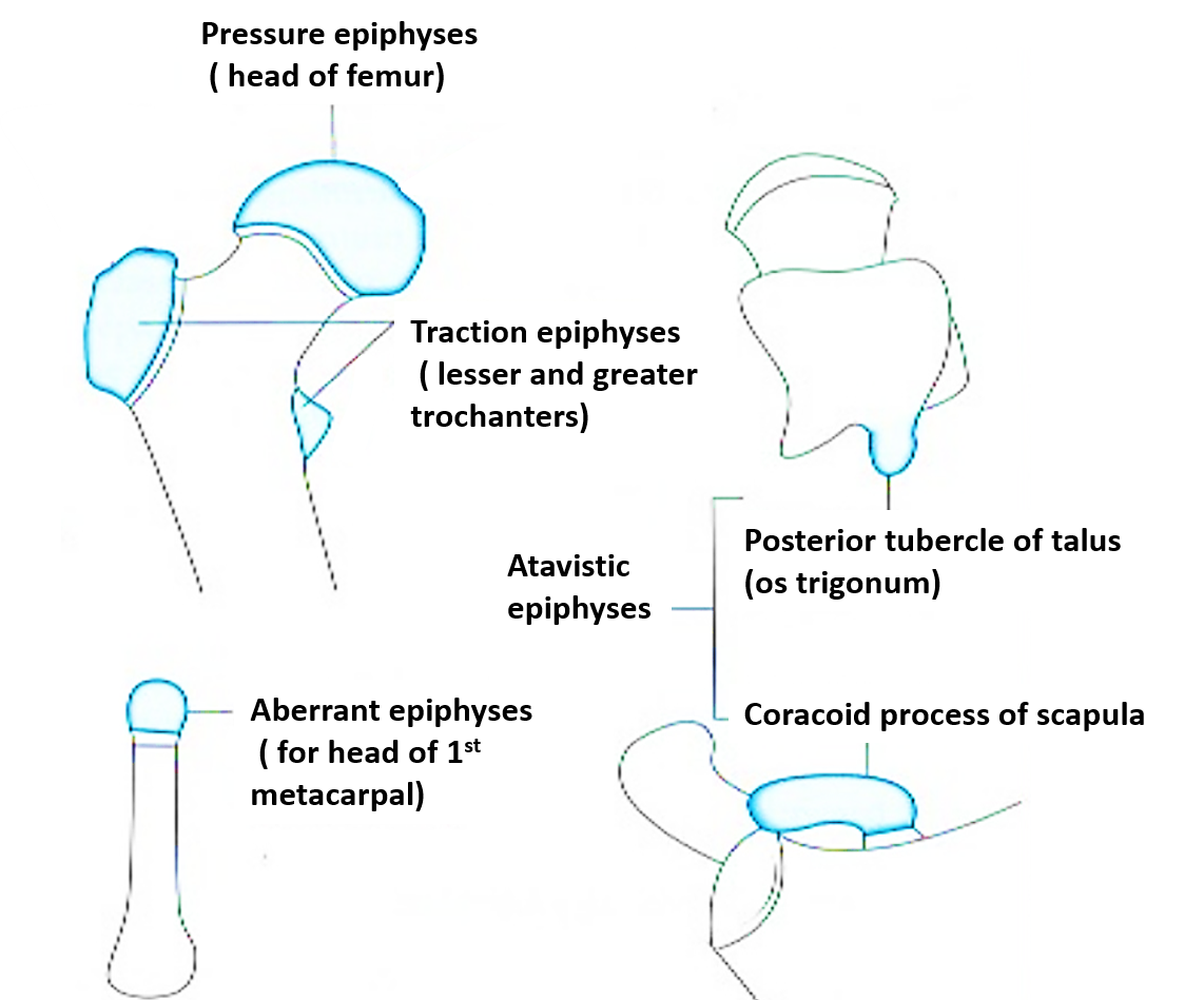 Epiphyses Types Anatomyqa