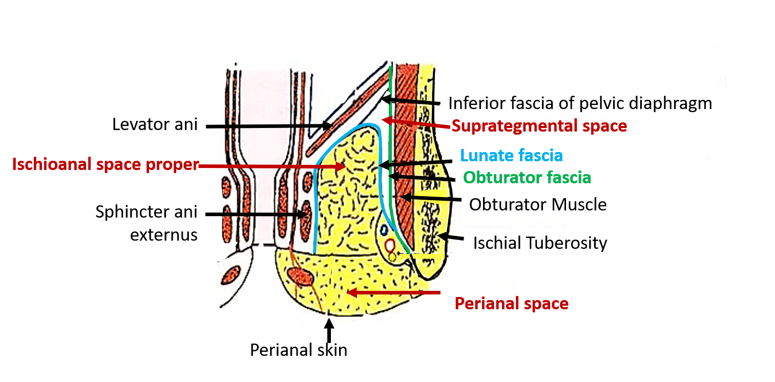 Ischioanal Fossa WebLecture Pelvis Lec39