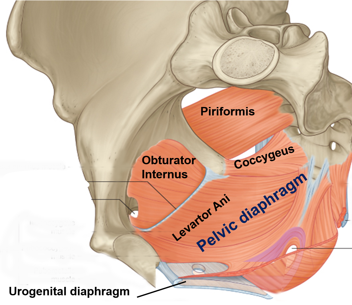 Anatomy Muscles Pelvis The Pelvis Anatomy Images Pelvic Floor