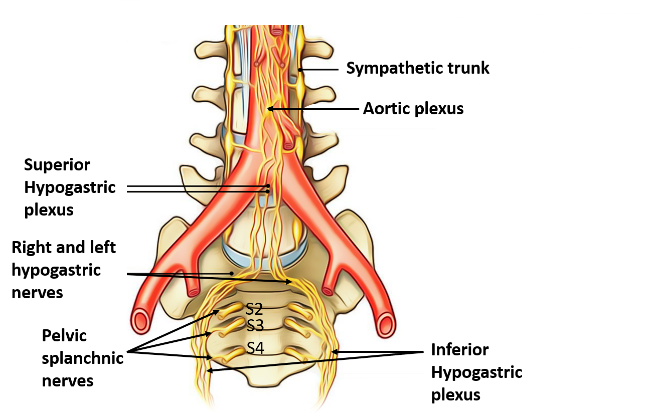 Arteries And Nerves Of Pelvis Internal Iliac Artery Lumbosacral