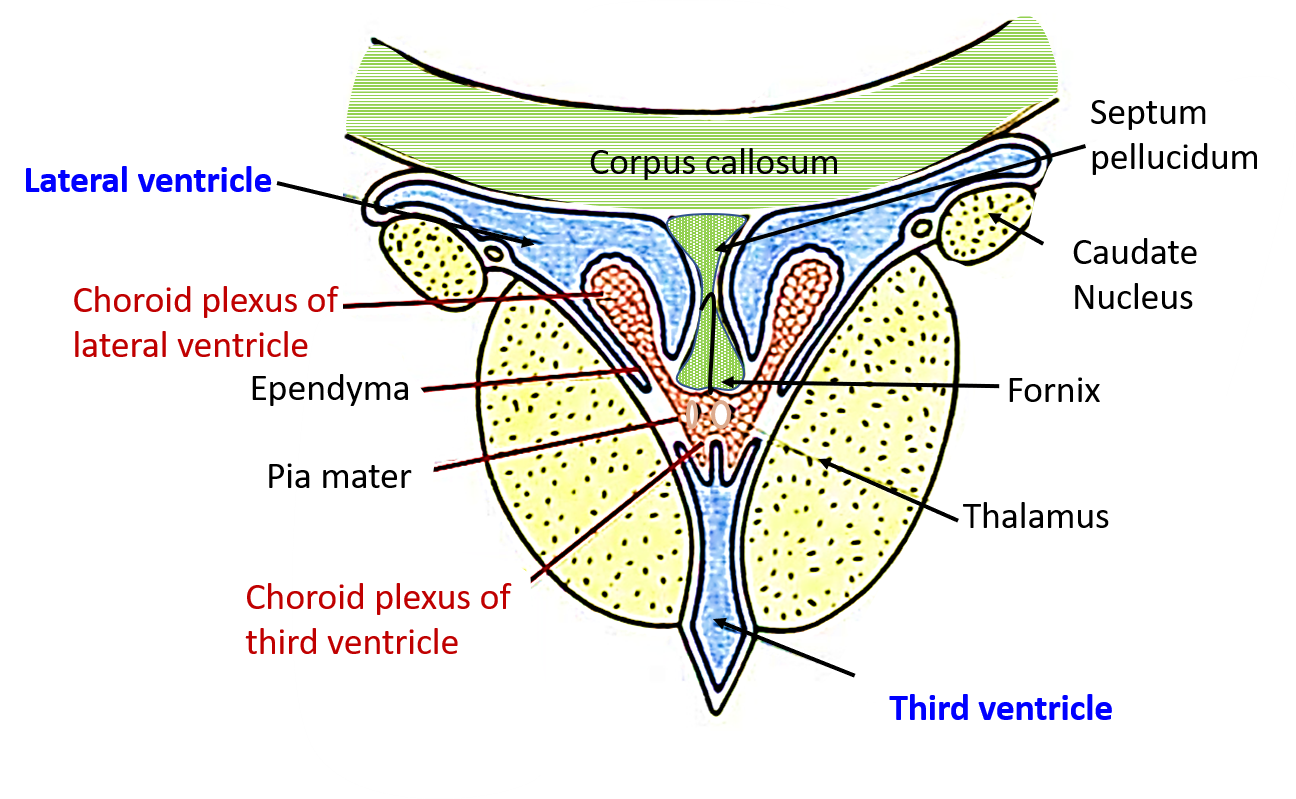 Lateral Ventricle – Anatomy QA