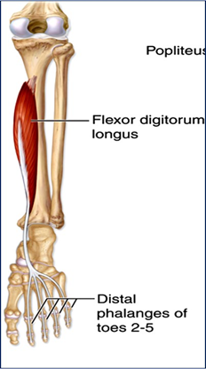 Posterior Compartment of Leg – Anatomy QA