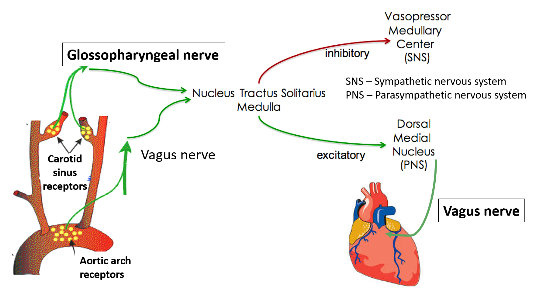 Common Carotid Artery – Anatomy QA