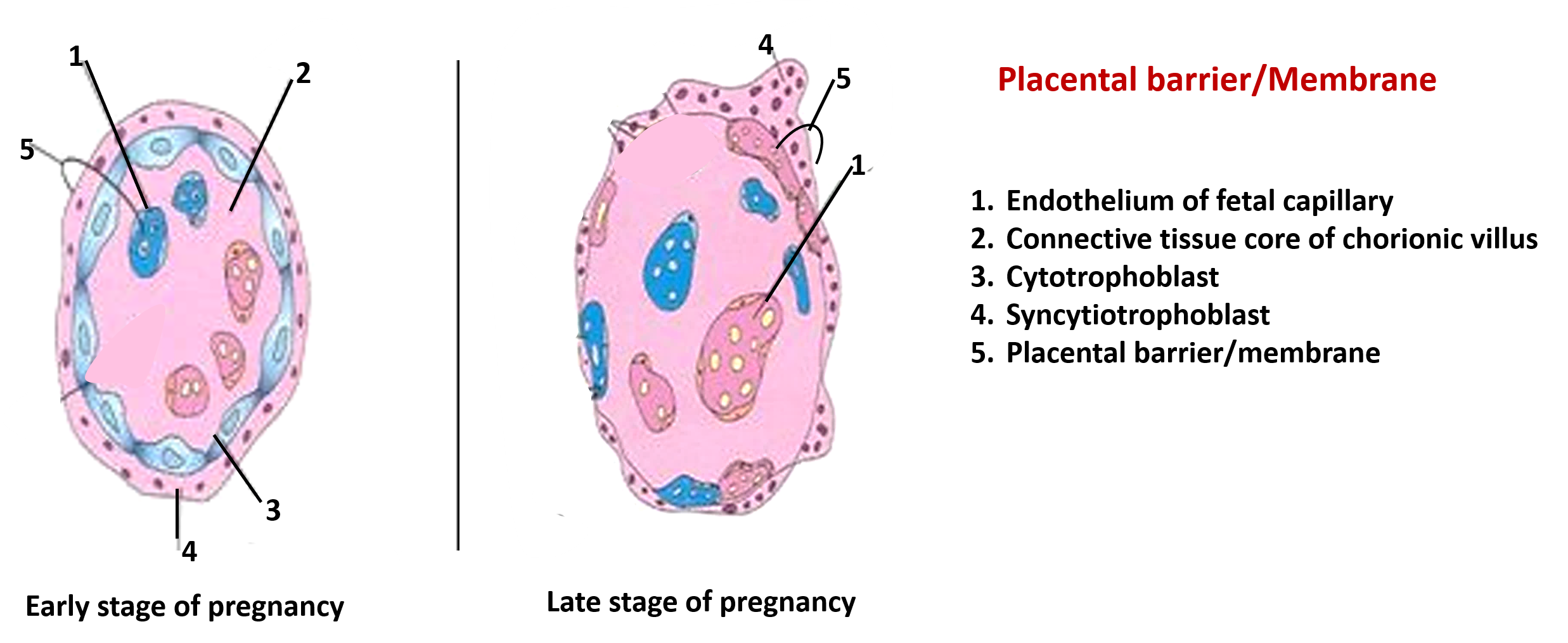 General Embryology -III – Anatomy QA