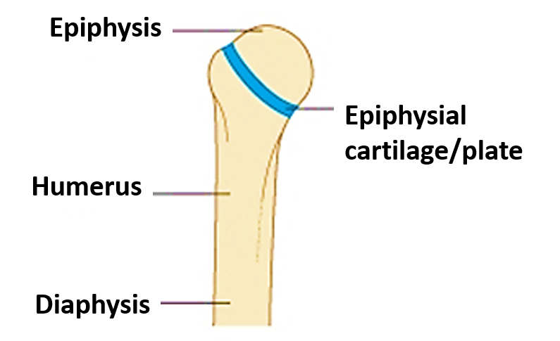 Fibrous and Cartilaginous Joints – Anatomy QA