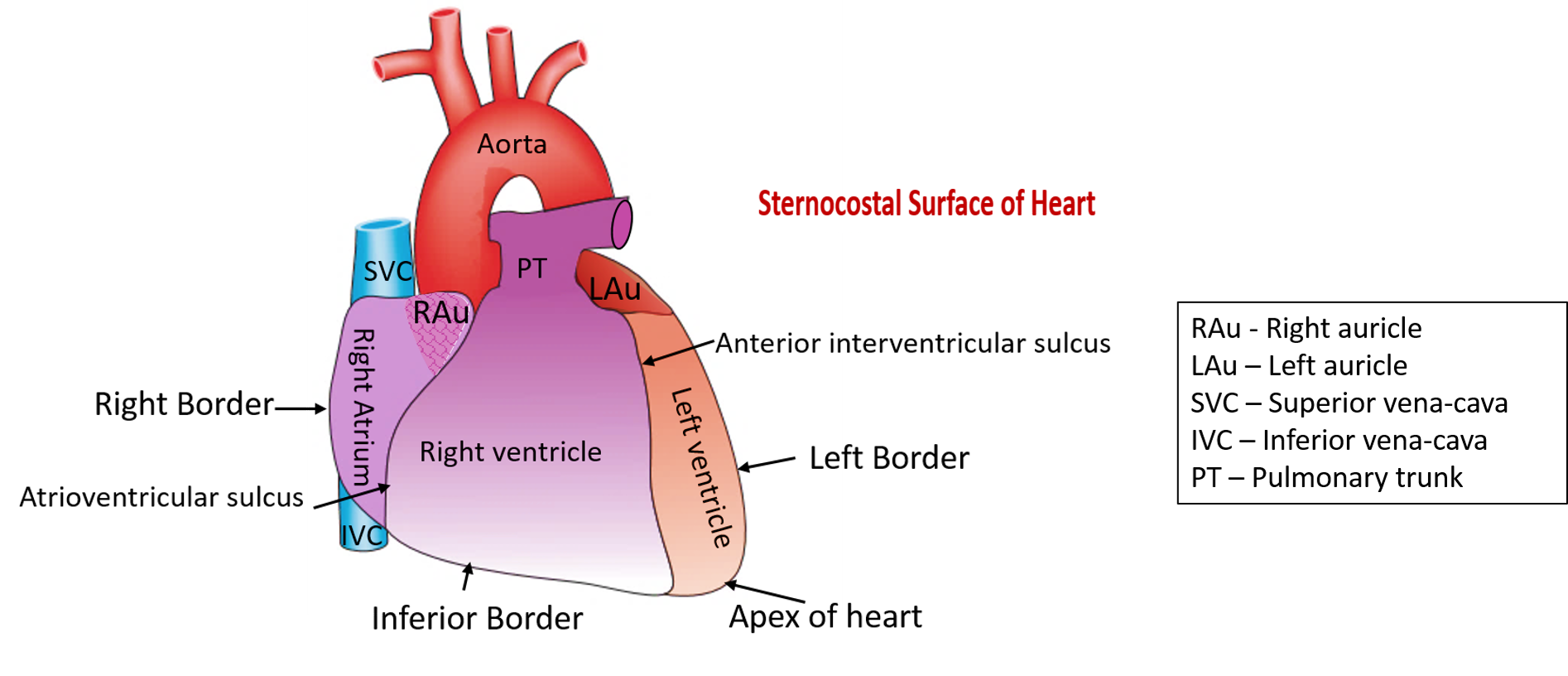 Heart – External Features – Anatomy QA